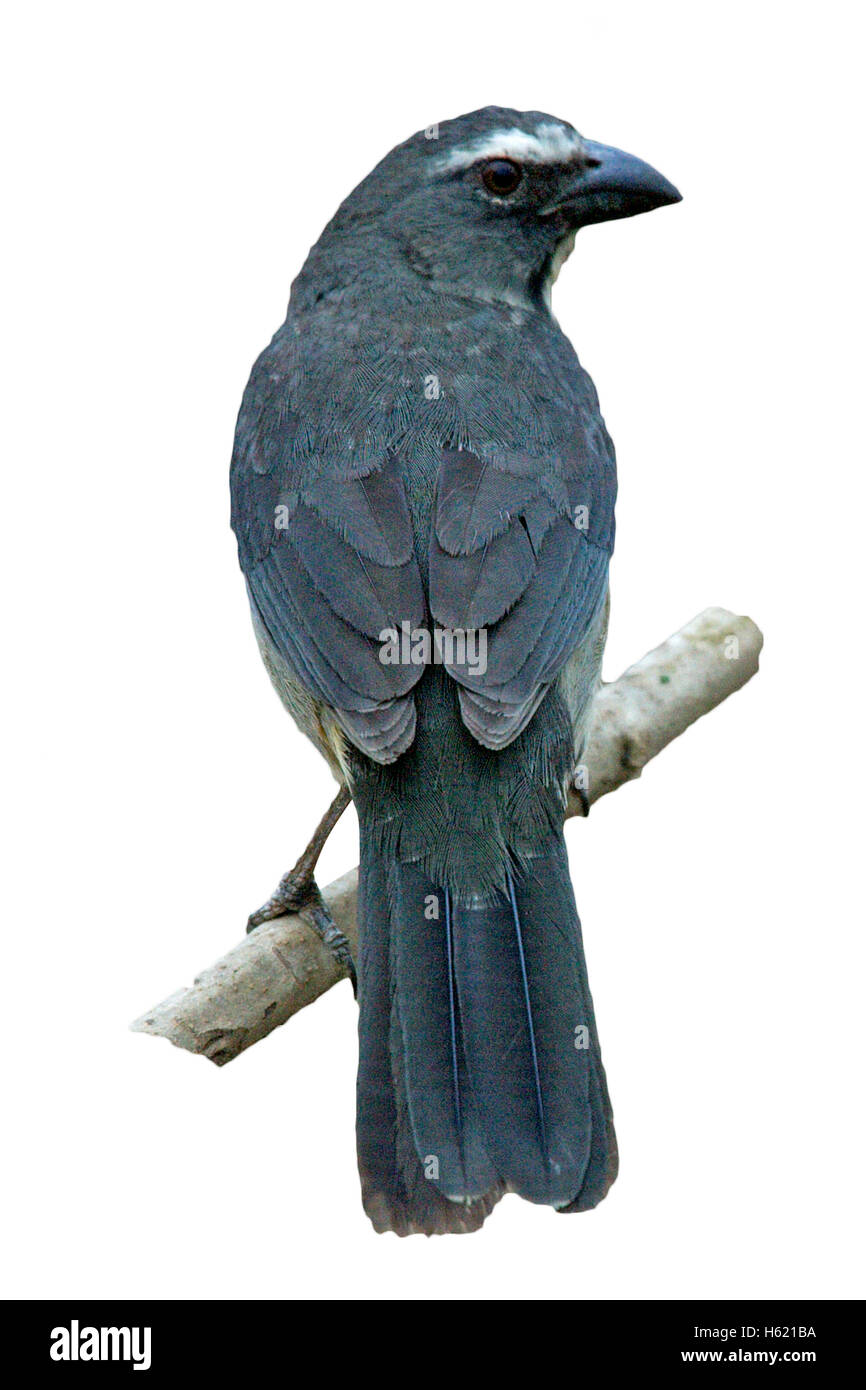 Greyish saltator saltator coerulescens hi-res stock photography and ...