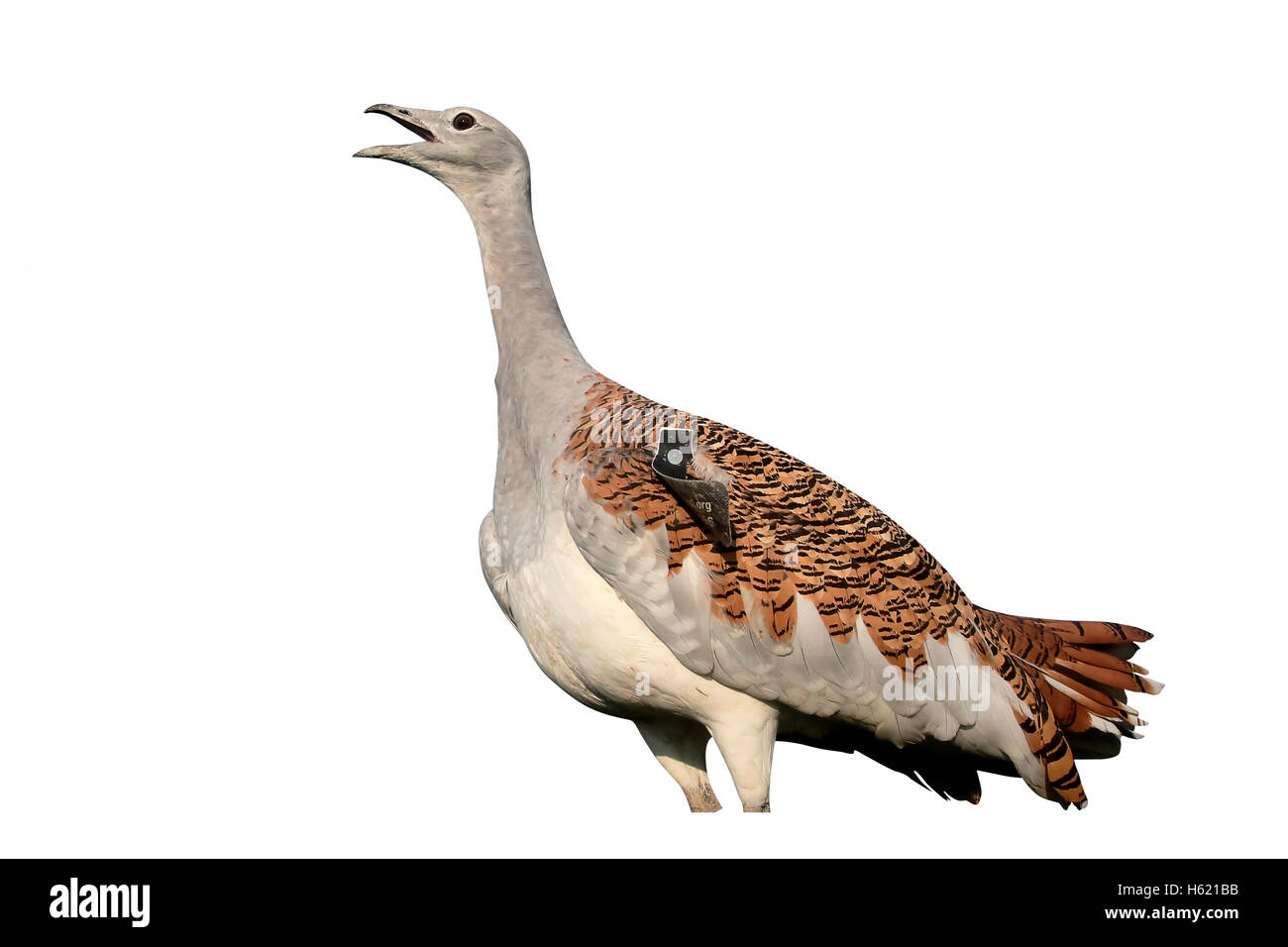 Great bustard, Otis tarda, single bird, Wiltshire, October 2015 Stock ...