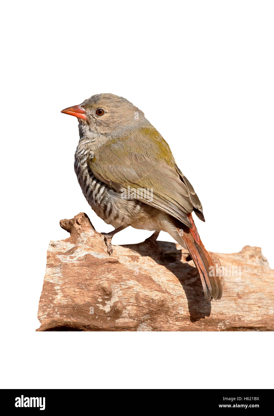 Melba Finch High Resolution Stock Photography and Images - Alamy