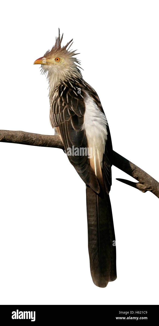 Guira cuckoo, Guira guira, single bird on branch, Brazil Stock Photo ...