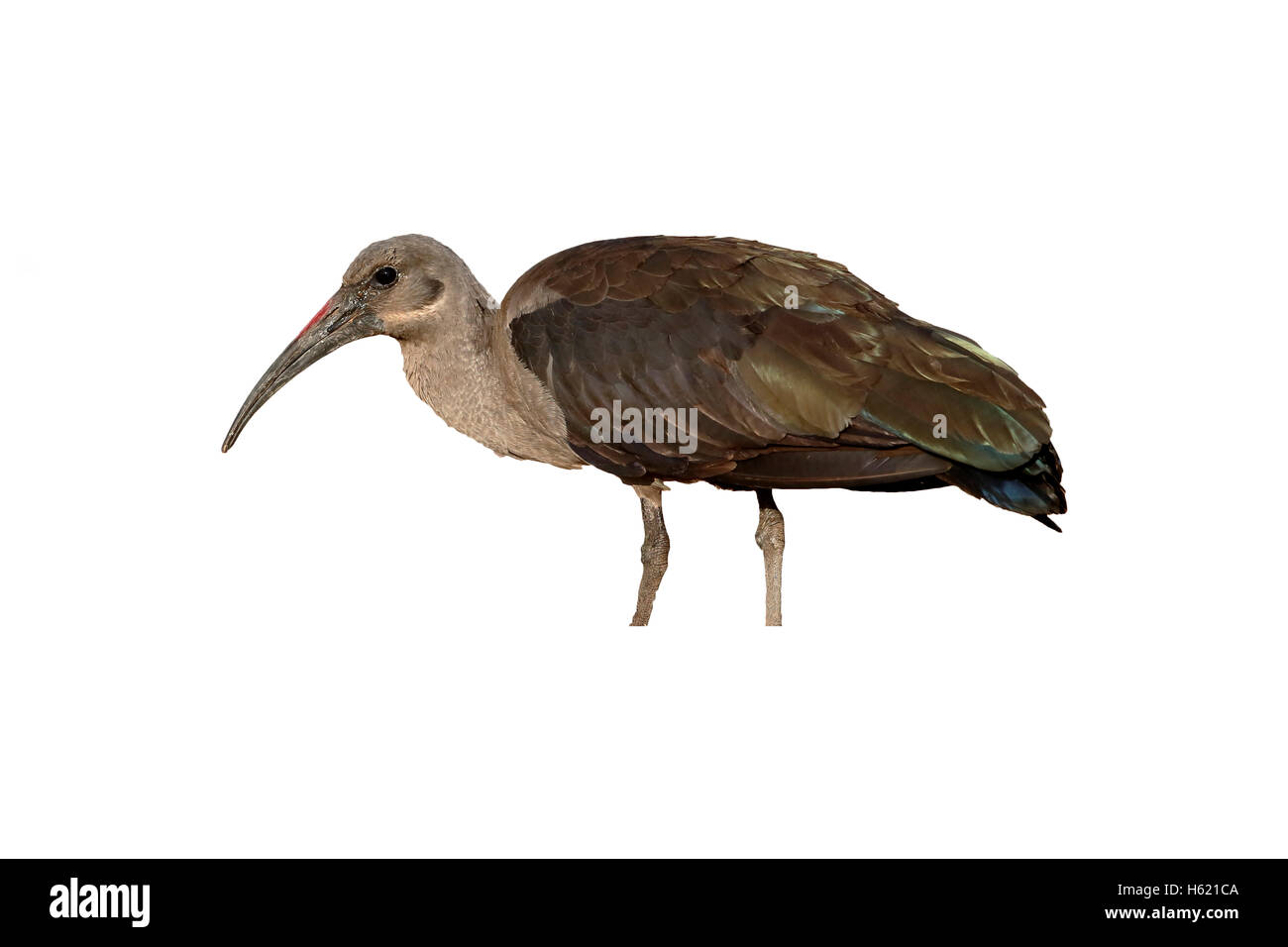 Hagedash ibis Cut Out Stock Images & Pictures - Alamy
