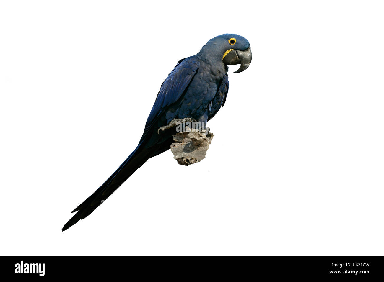 Hyacinth macaw, Anodorhynchus hyacinthinus, single bird on branch ...