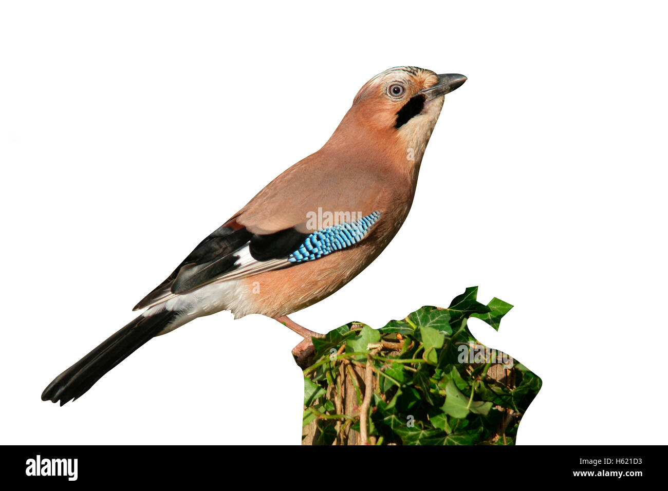 Jay bird uk hi-res stock photography and images - Alamy