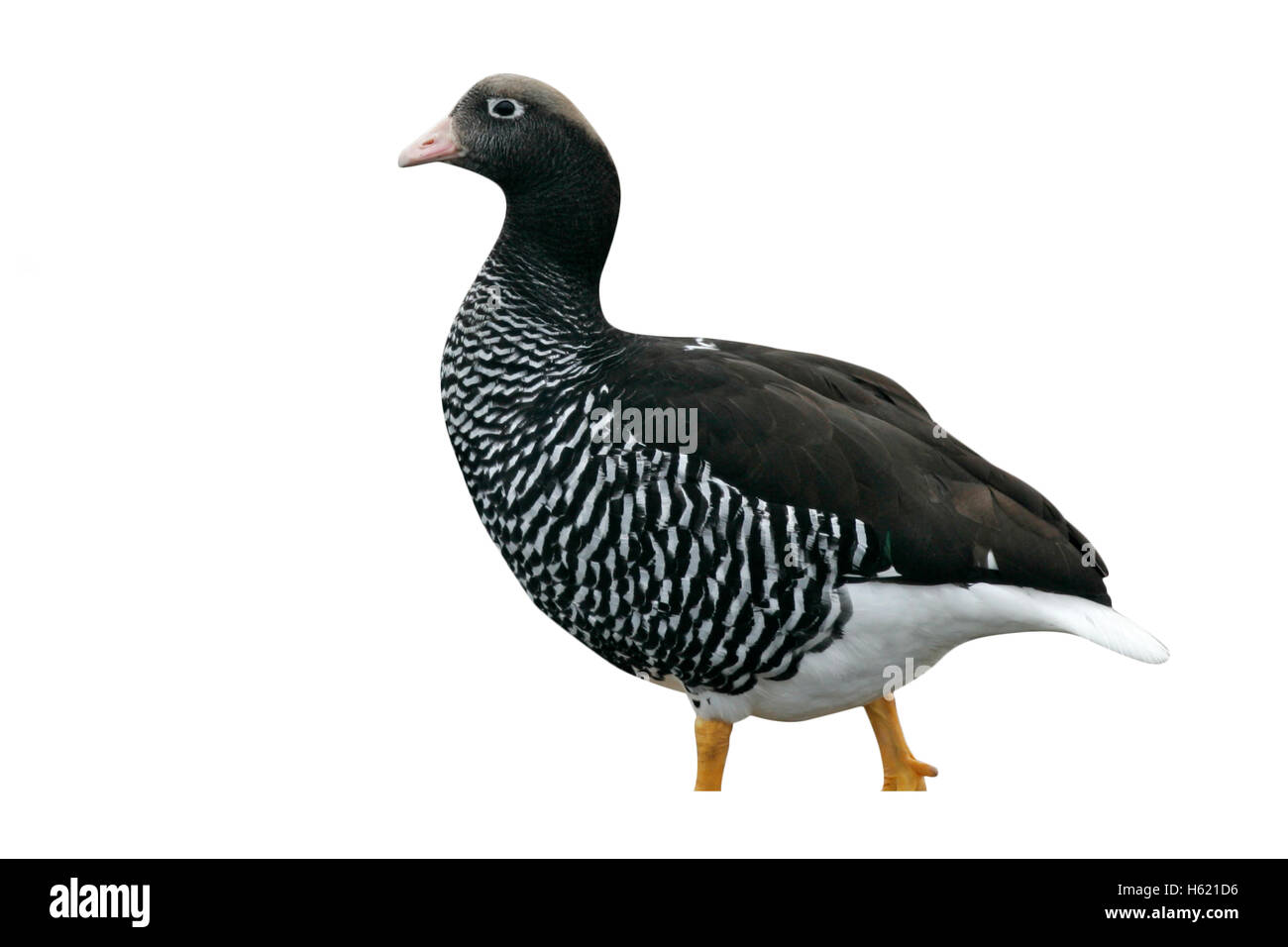 Kelp geese Cut Out Stock Images & Pictures - Alamy