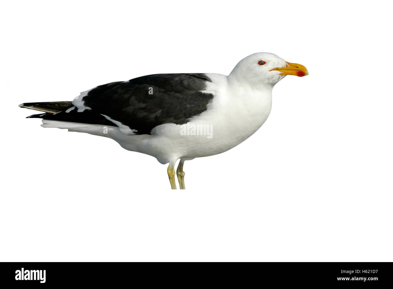 Kelp gull or Dominican gull, Larus dominicanus, single bird by water ...