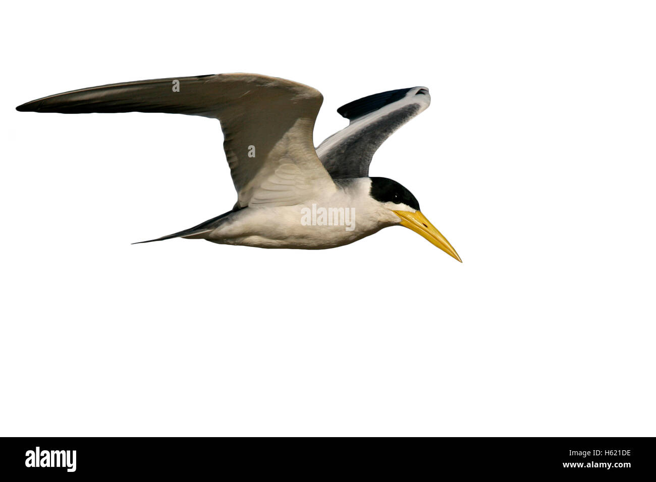 Large-billed tern, Phaetusa simplex, single bird in flight, Brazil ...