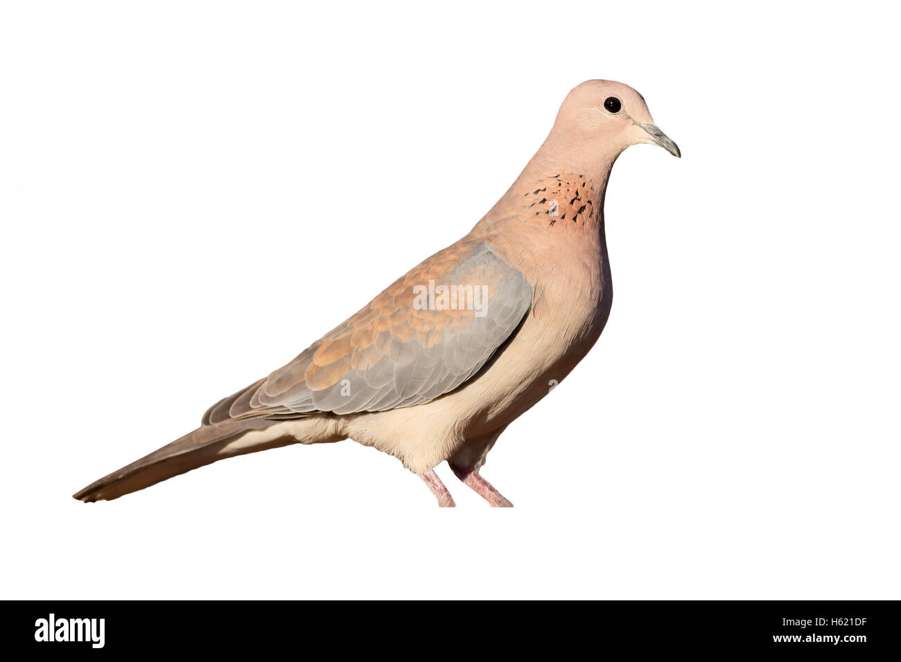 Laughing dove palm dove Cut Out Stock Images & Pictures - Alamy