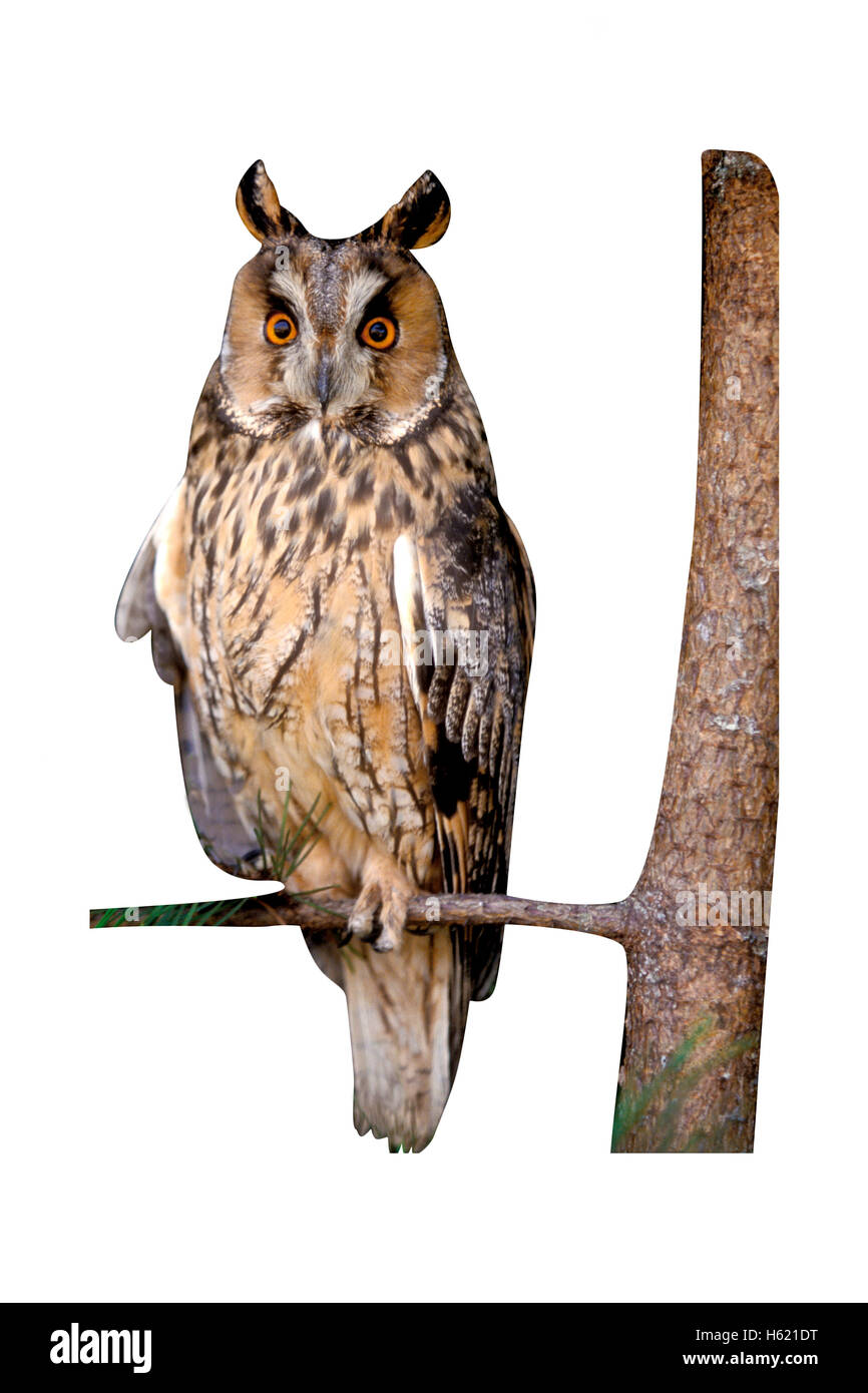 Owl asio otus asio hi-res stock photography and images - Alamy