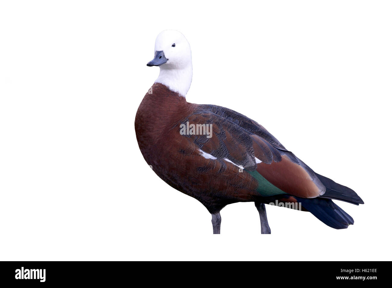 New zealand wildlife Cut Out Stock Images & Pictures - Alamy