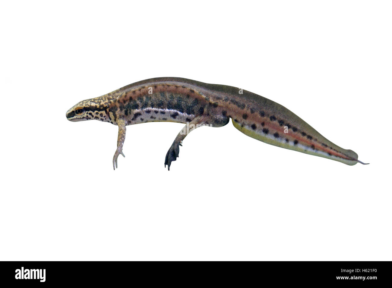 Palmate newt, Triturus helveticus, single male under water Stock Photo ...