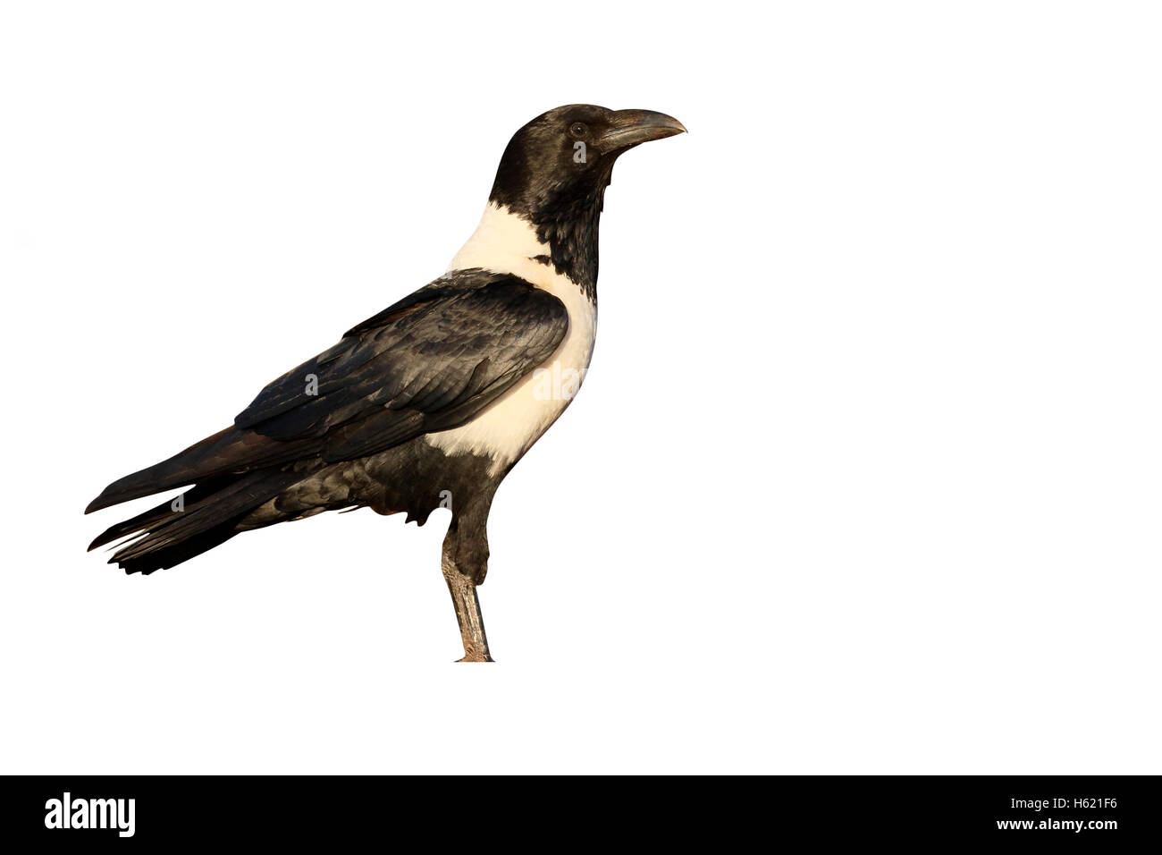 Pied africa crow Cut Out Stock Images & Pictures - Alamy