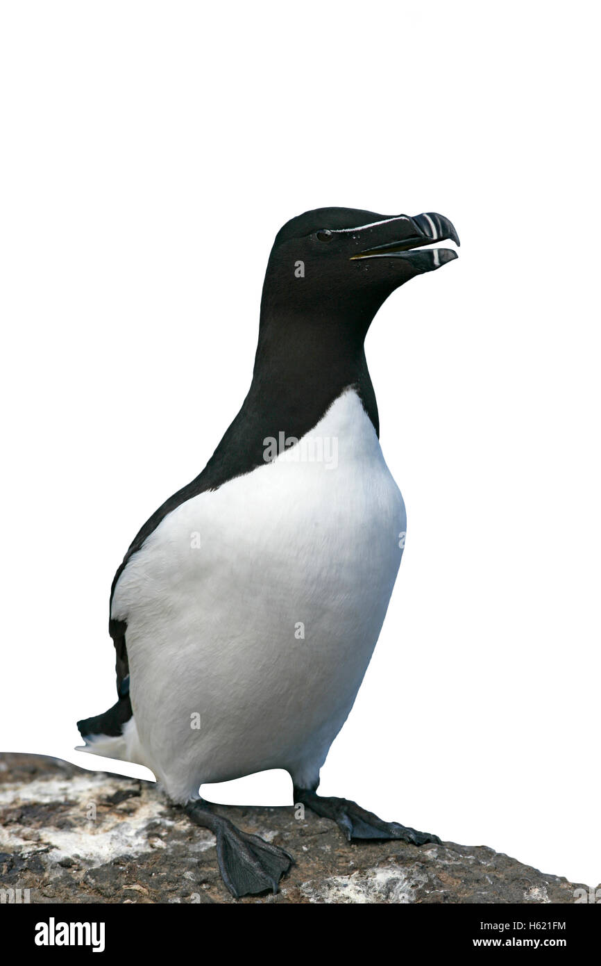 Razorbill, Alca torda, single bird on rock, UK Stock Photo - Alamy