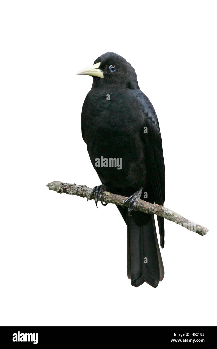 Red rumped cacique cacicus haemorrhous hi-res stock photography and ...