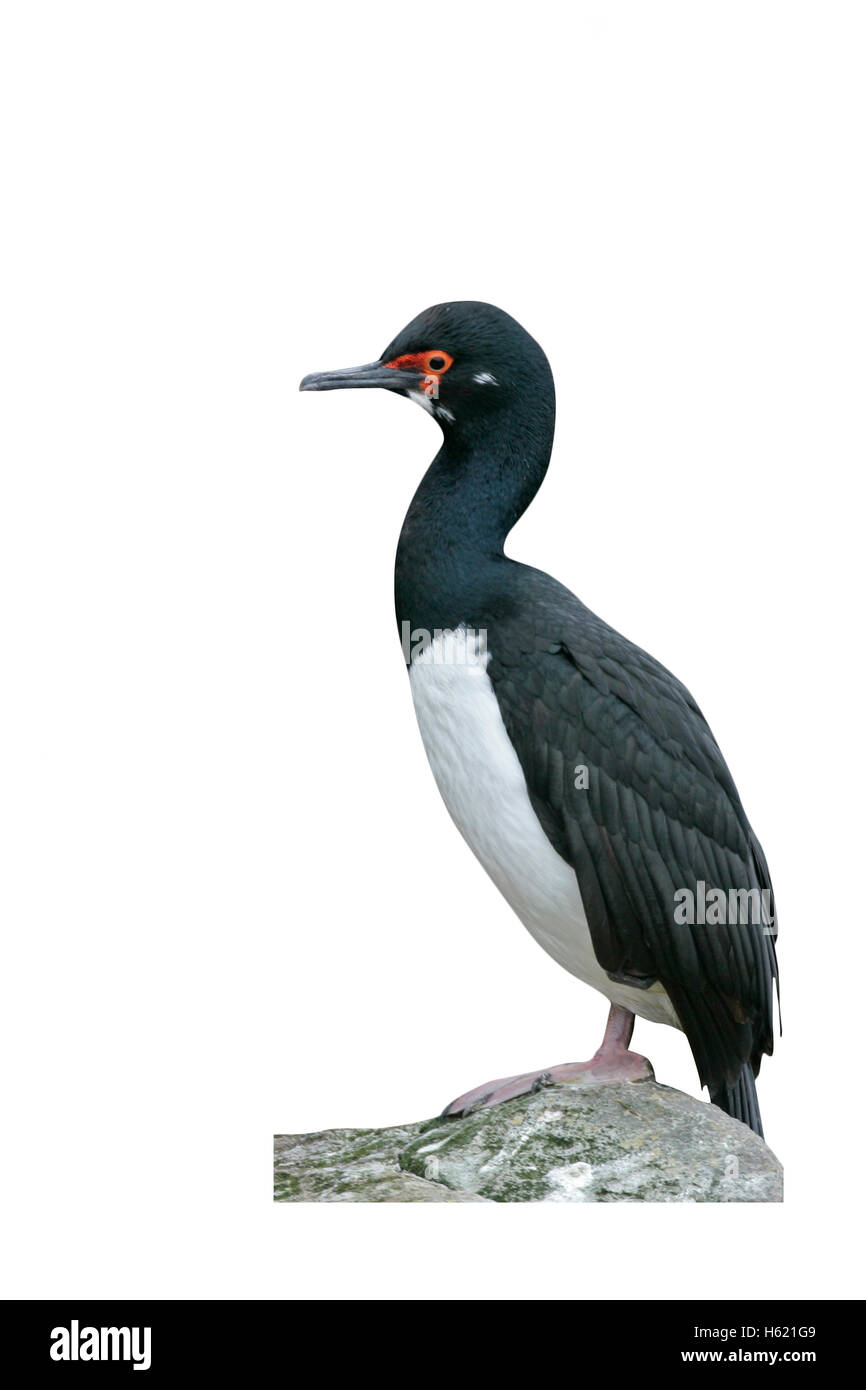 Rock cormorant, Phalacrocorax magellanicus, single bird on rock ...
