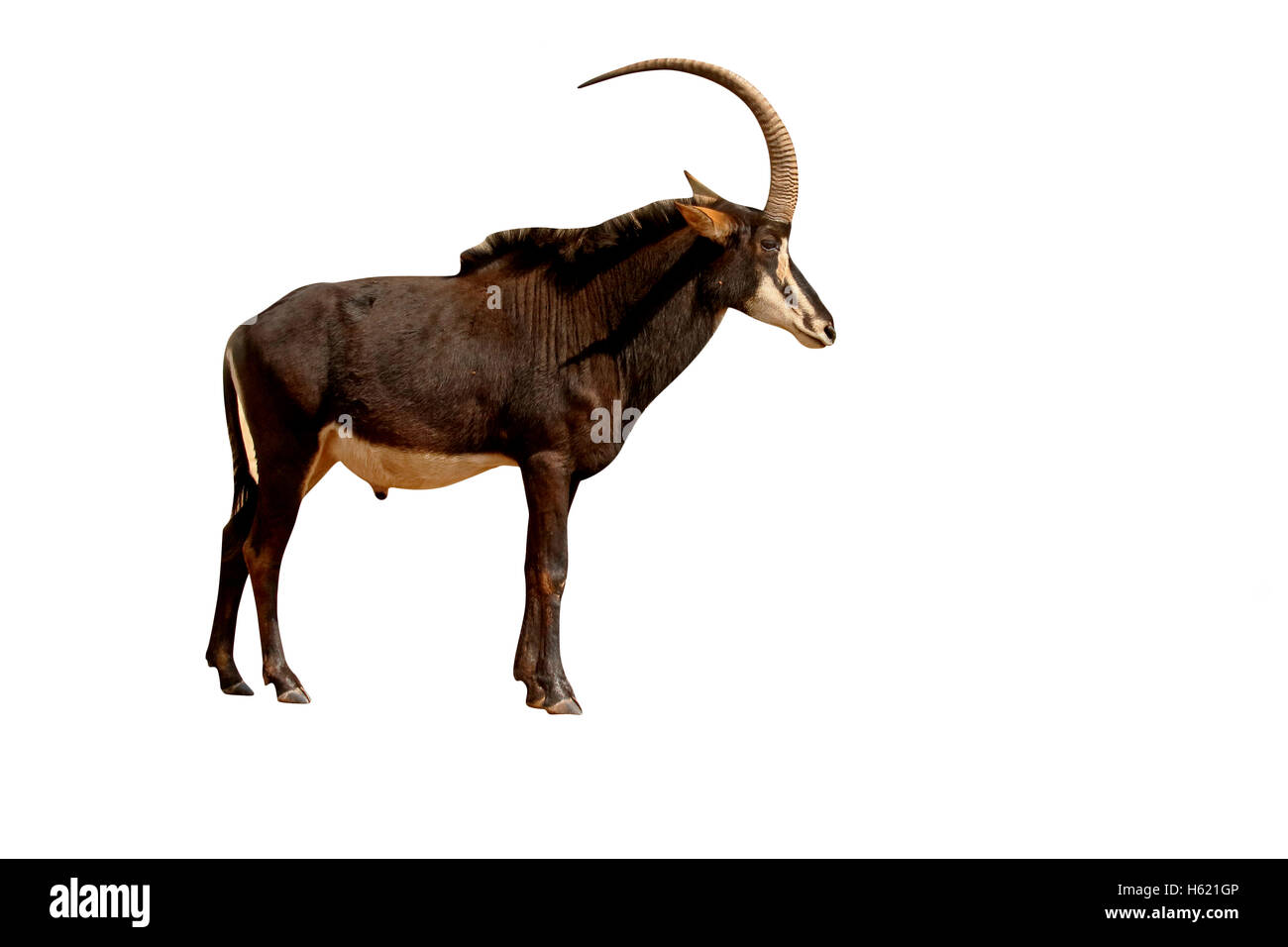 Sable, Hippotragus niger, single mammal, South Africa, August 2015 ...