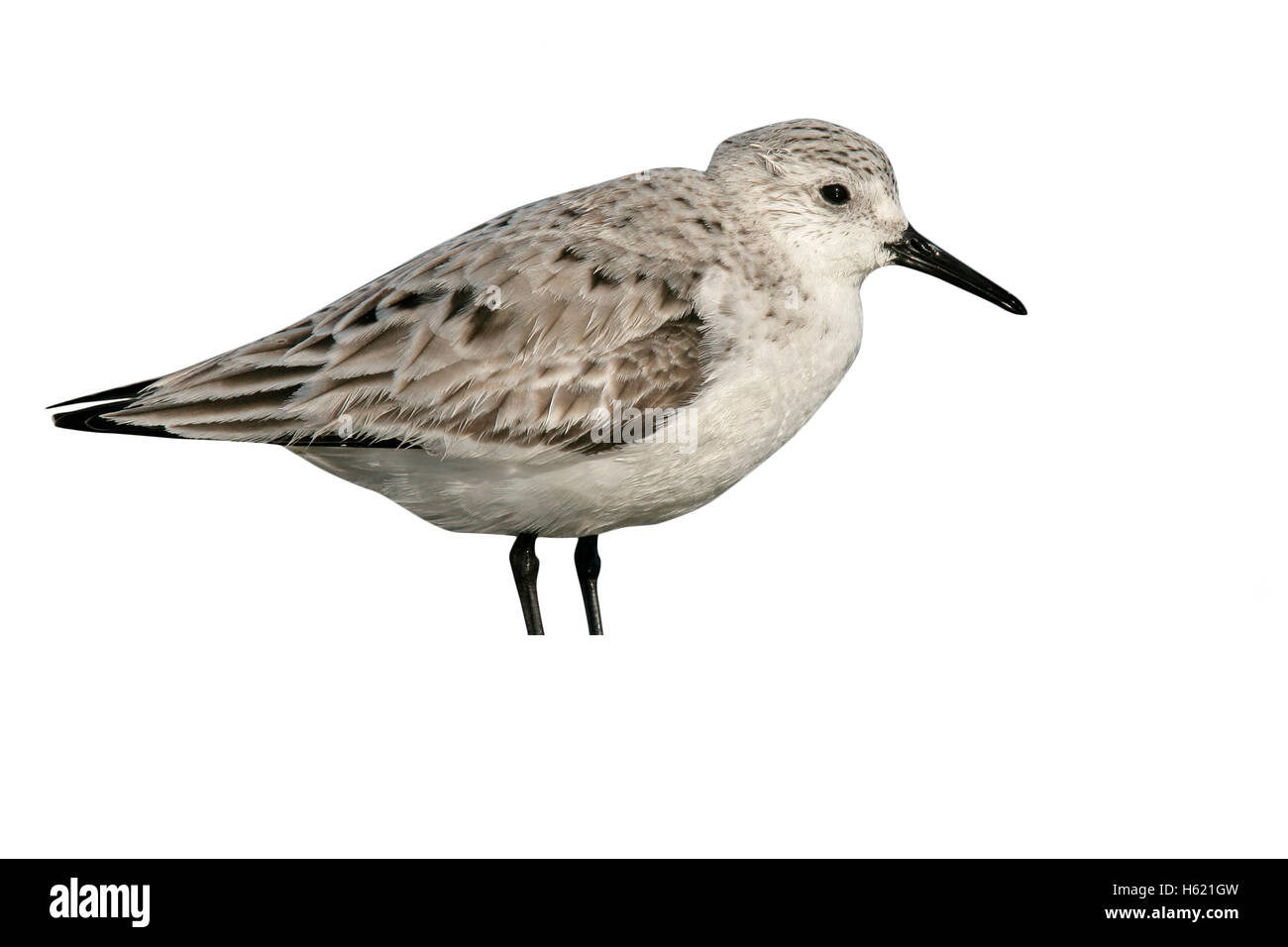 Sanderling Cut Out Stock Images & Pictures - Alamy
