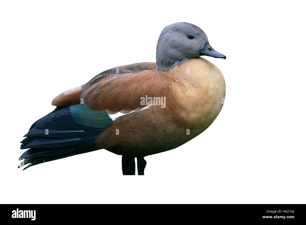 Shelduck Cut Out Stock Images & Pictures - Alamy