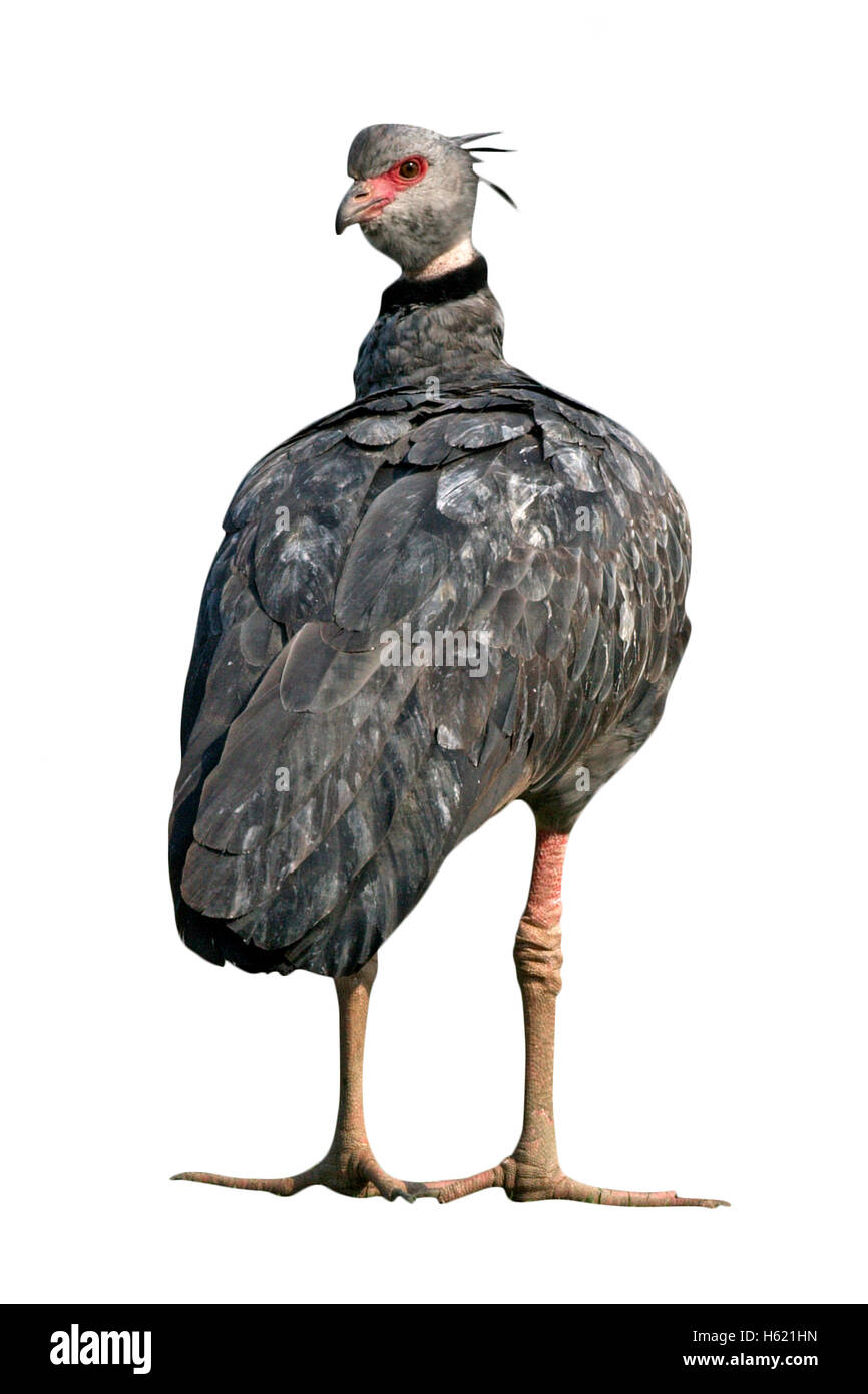 Screamer bird hi-res stock photography and images - Alamy