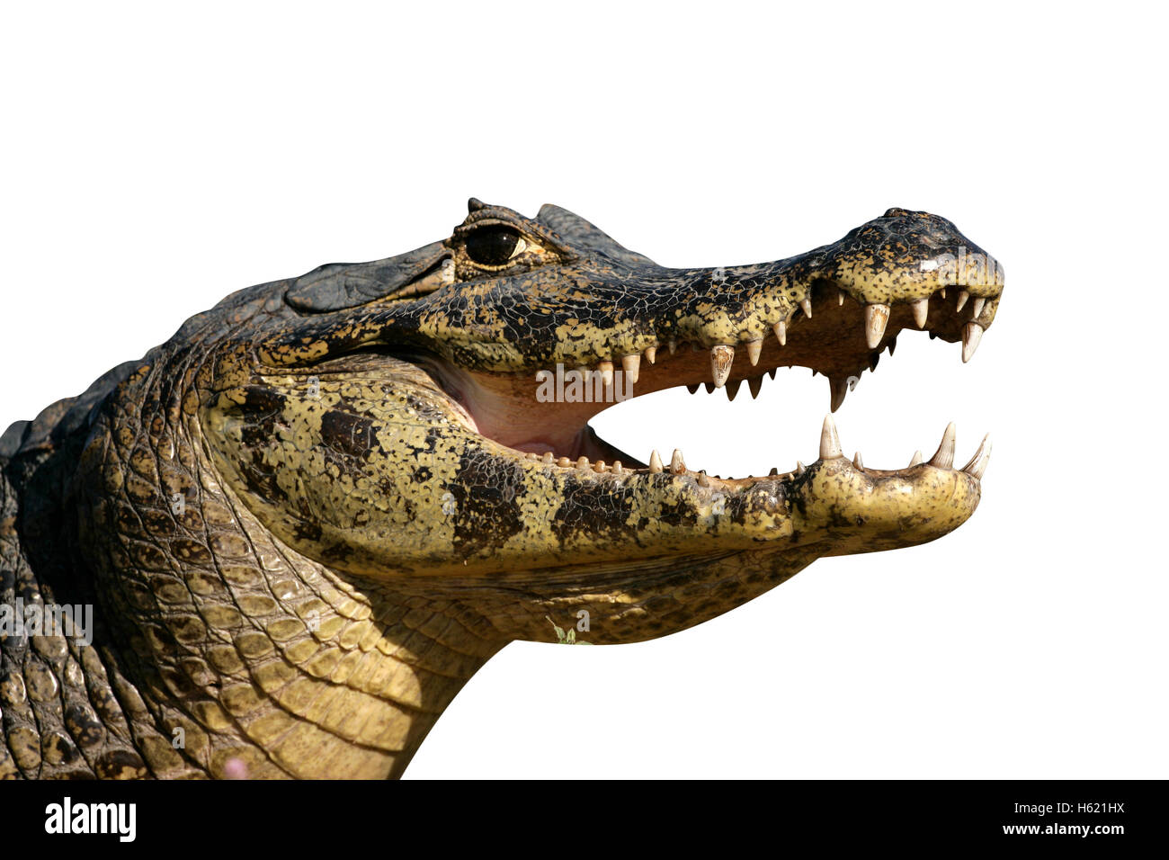 Spectacled caiman, Caiman crocodilus, single reptile head shot, Brazil ...
