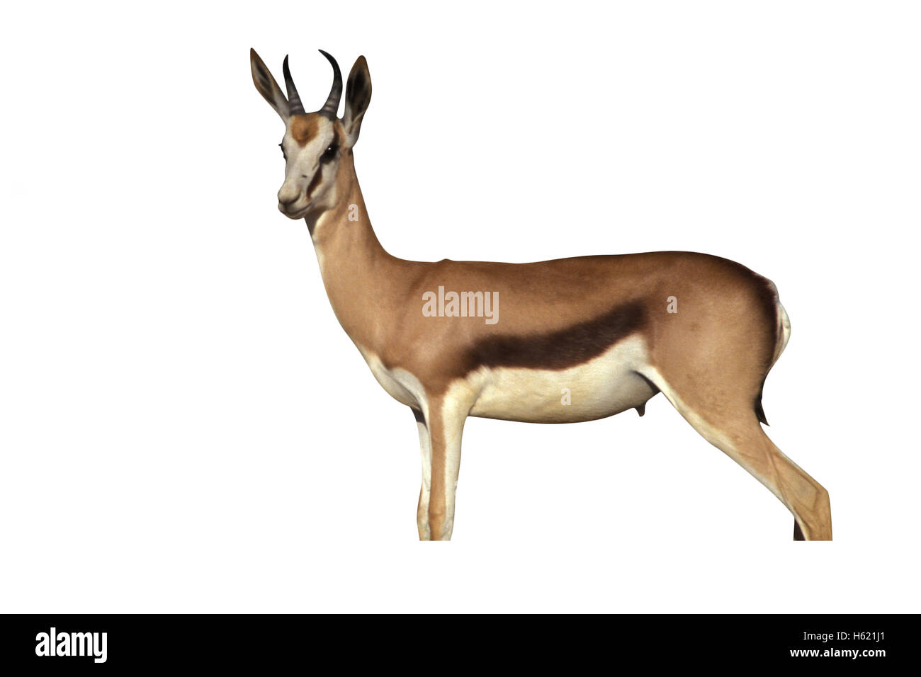 Springbok Animal