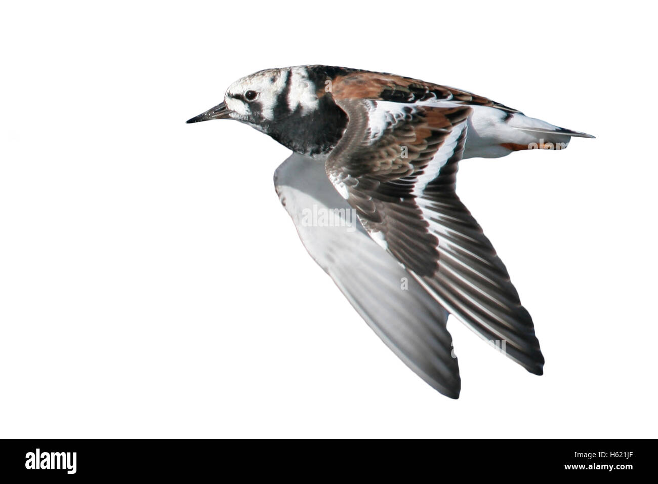 Arenaria hi-res stock photography and images - Alamy