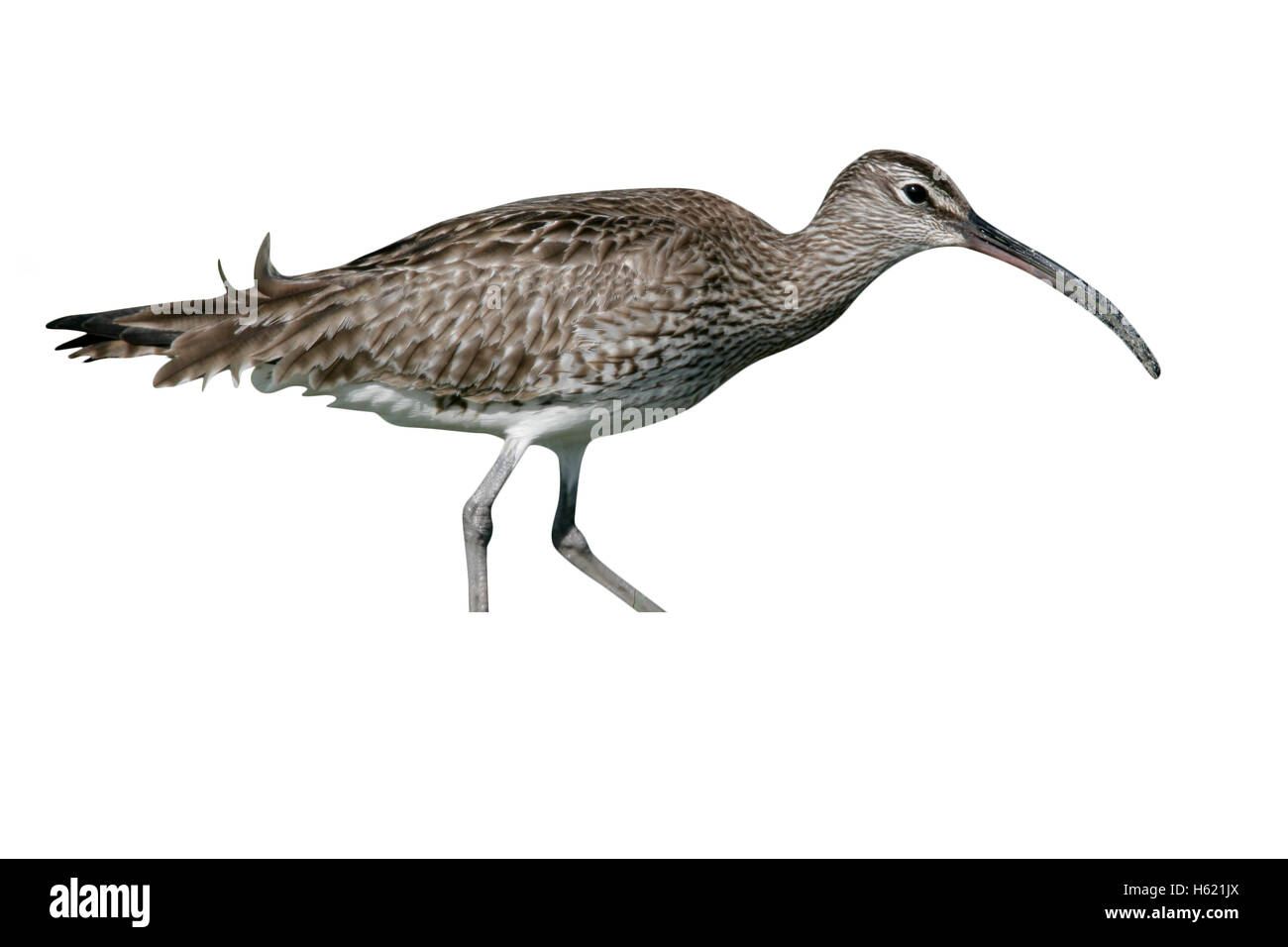 Whimbrel, Numenius phaeopus, single bird on grass, South Uist ...