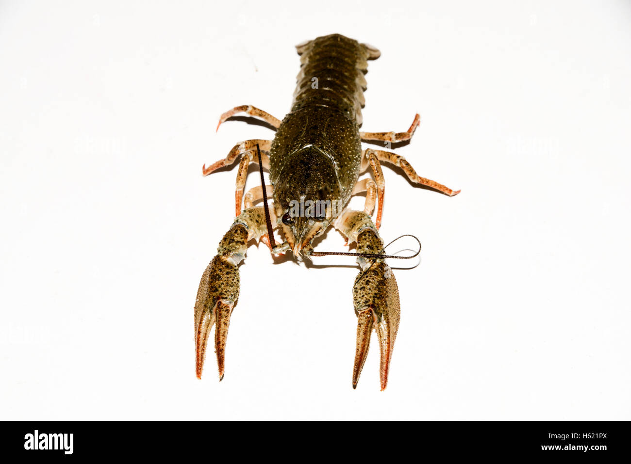 alive crayfish isolated on white background, live crayfish closeup ...