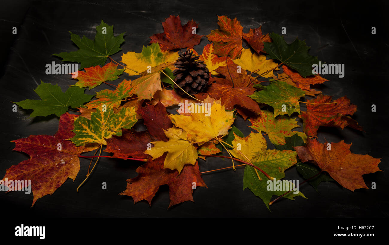 fallen colorful autumn leaves and the pinecone Stock Photo - Alamy