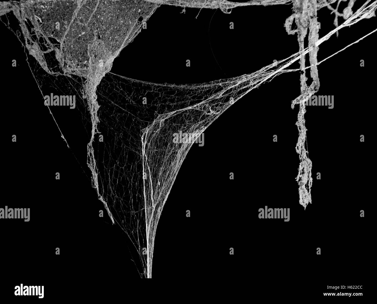 cobweb or spider web in ancient thai house isolated on black background ...