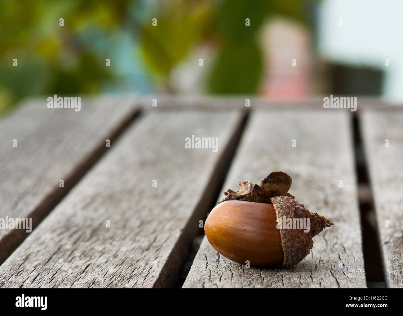 Acorn icon hi-res stock photography and images - Alamy