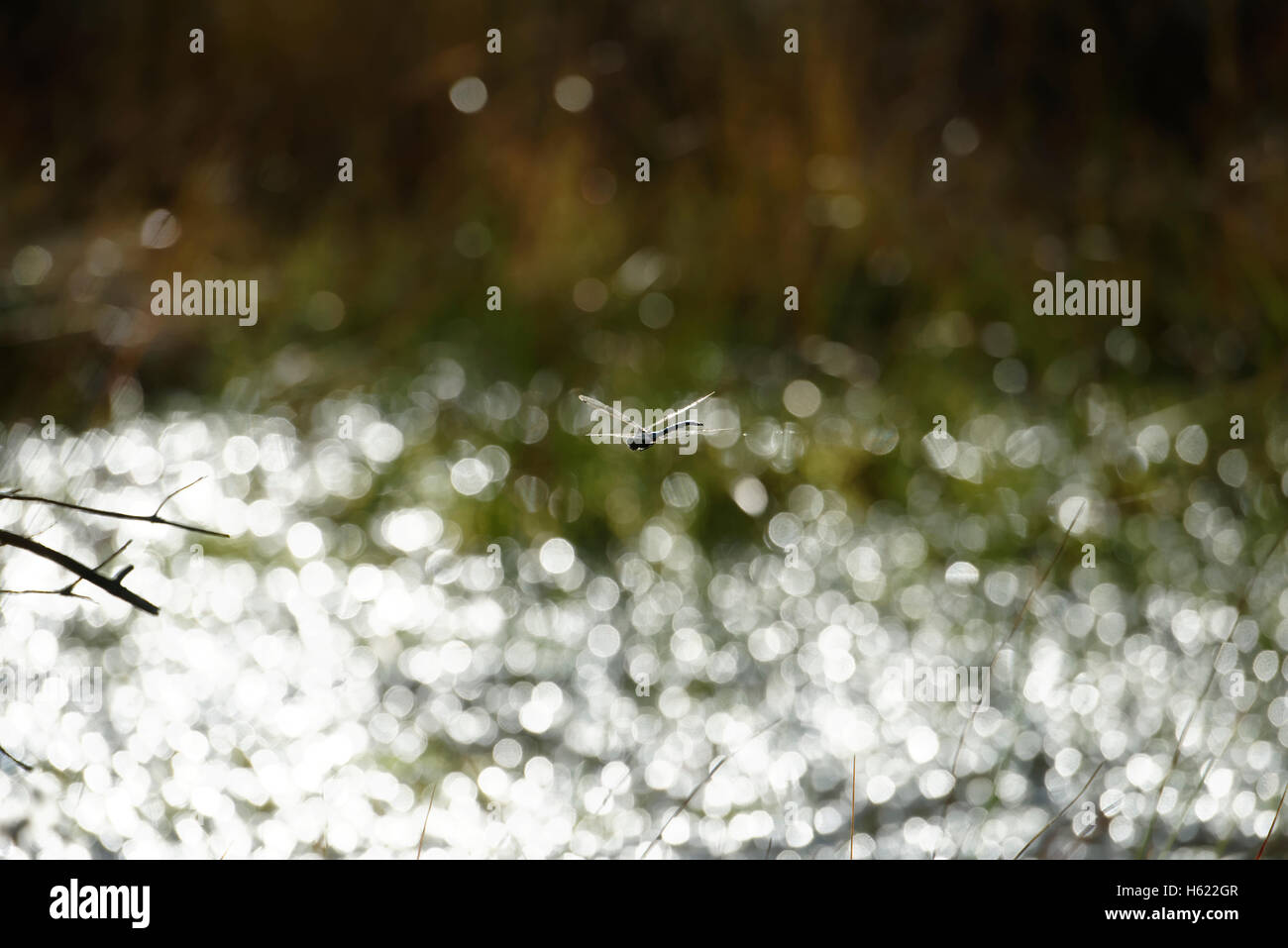 The dragonfly is flying above the grassy pond Stock Photo - Alamy