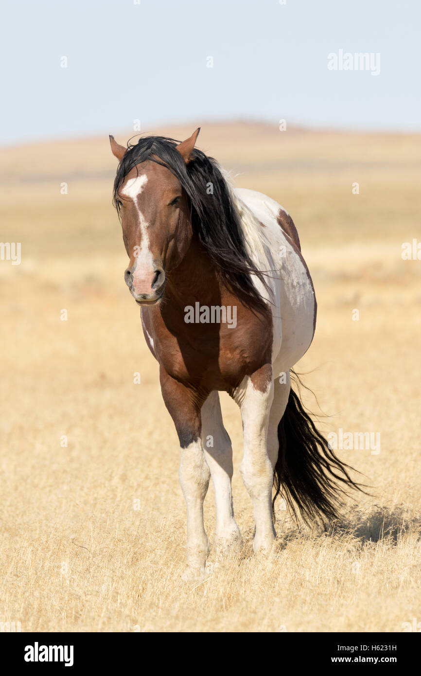 A pinto wild horse with autumn wind blowing mane and tail in dry ...