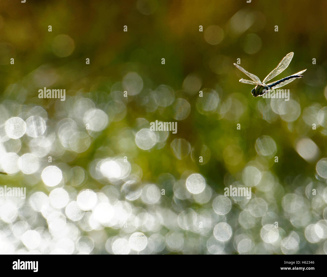 The dragonfly is flying above the grassy pond Stock Photo - Alamy