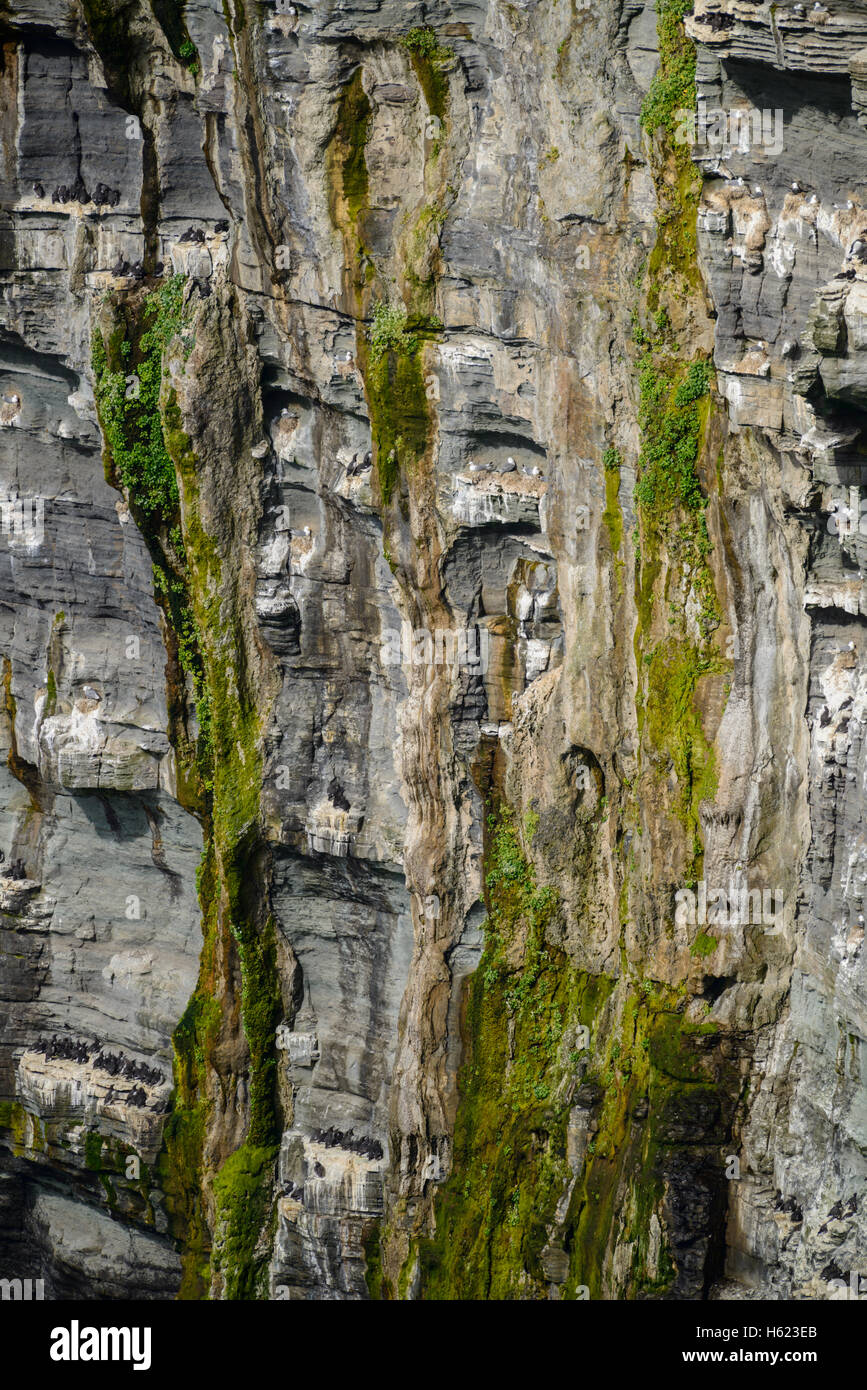 Kittiwakes (Rissa tridactyla) and Common Guillemot (Uria aalge) nesting ...