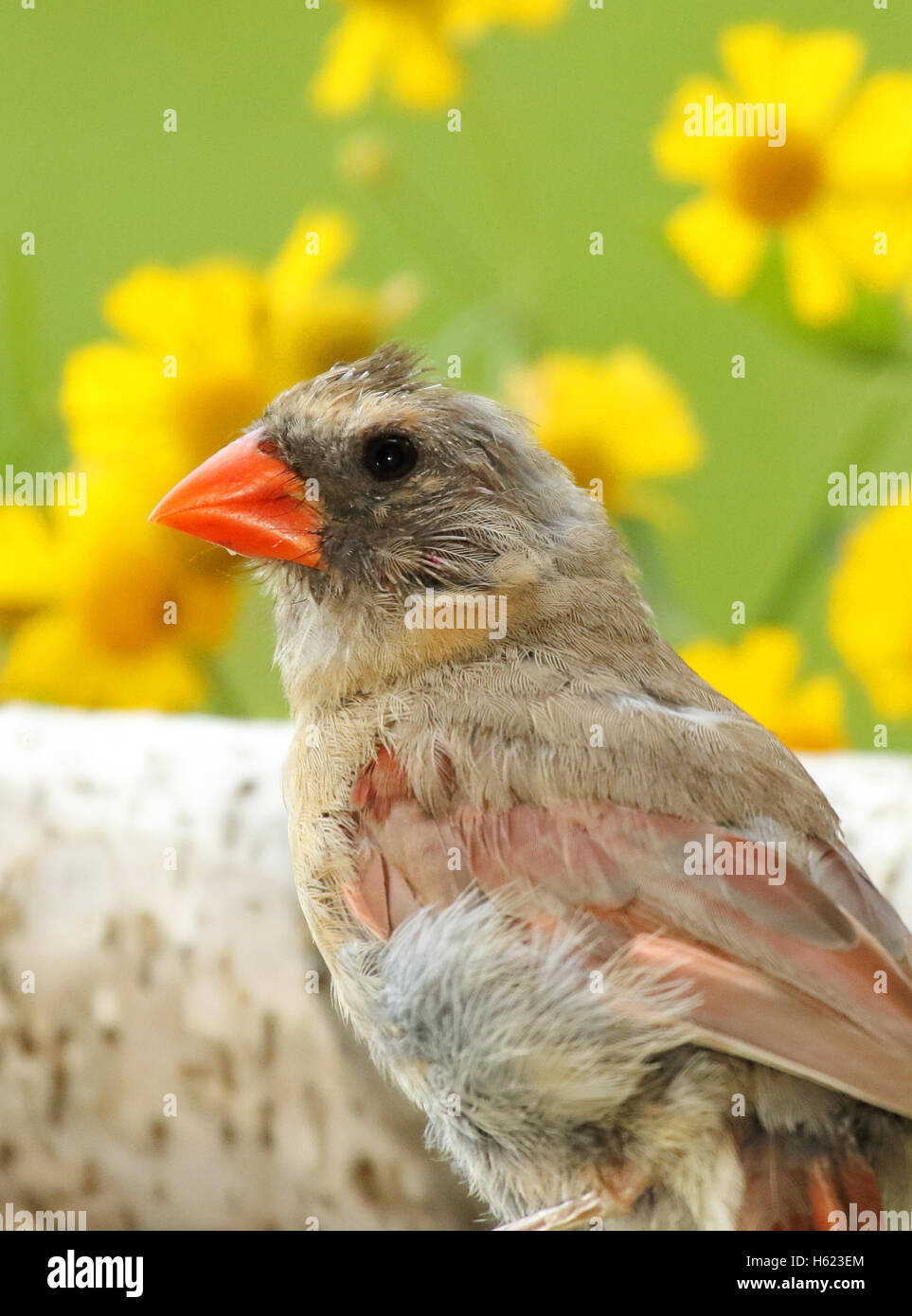 Yellow Cardinal High Resolution Stock Photography and Images - Alamy