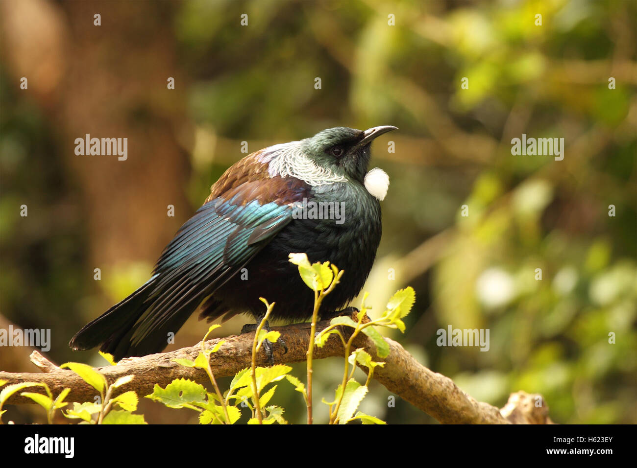 A Tui pointing up with it's beak Stock Photo - Alamy