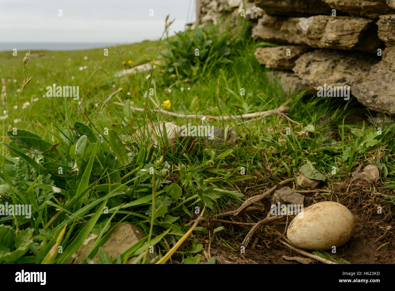 An unusual Northern Fulmar (Fulmarus glacialis) nest-site with a single ...