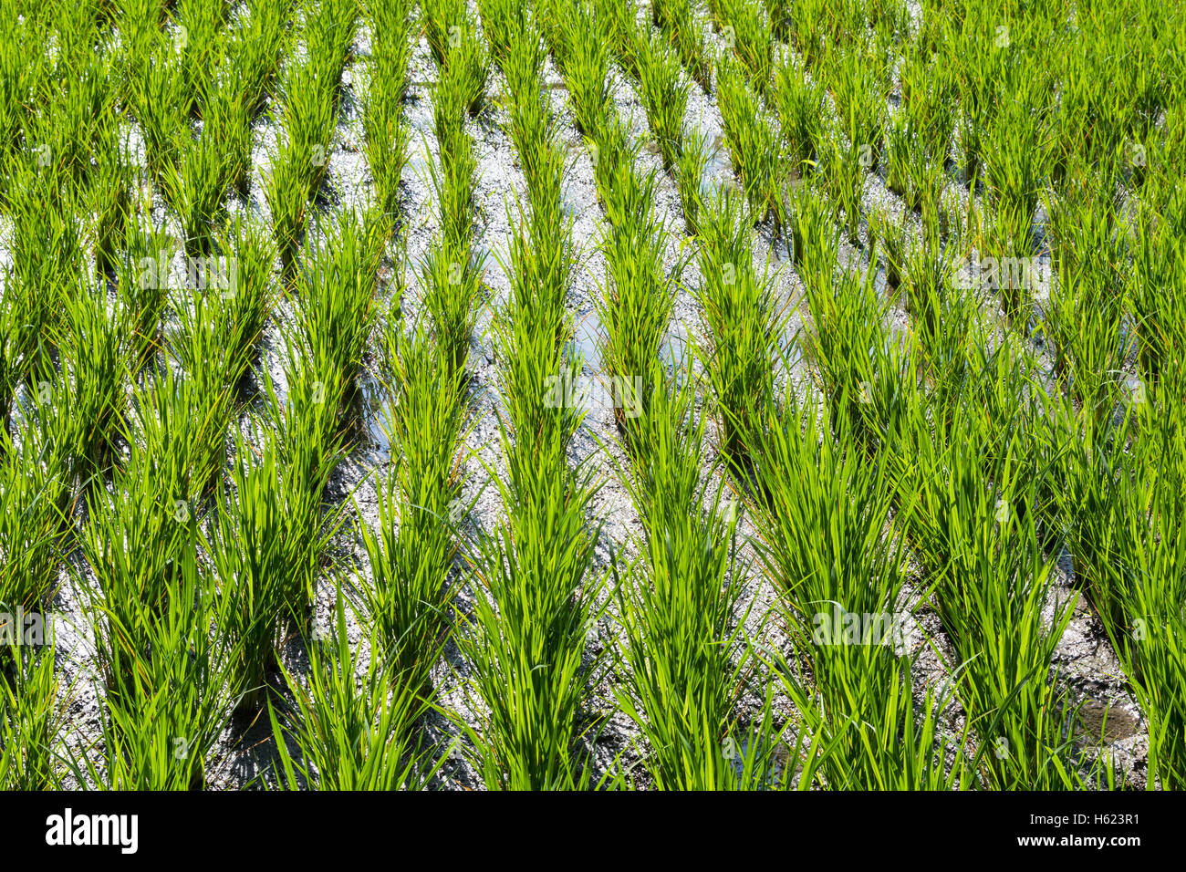 Rice growing in a paddy in Ubud in Bali, Indonesia Stock Photo - Alamy