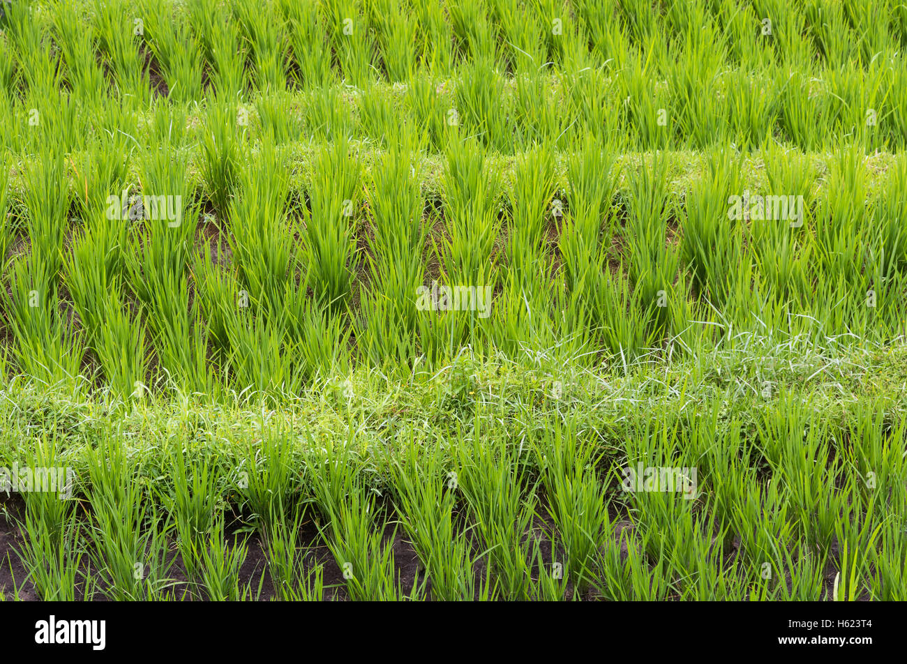 Rice growing in a terraced paddy in Jatiluwih, in Bali, Indonesia Stock ...