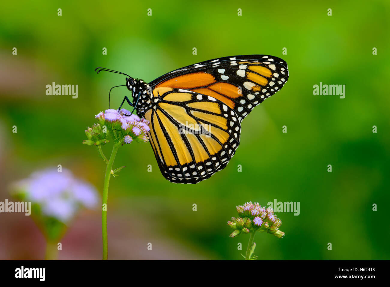 Monarch Autumn - Monarch gathering Nectar from small lavender flowers ...