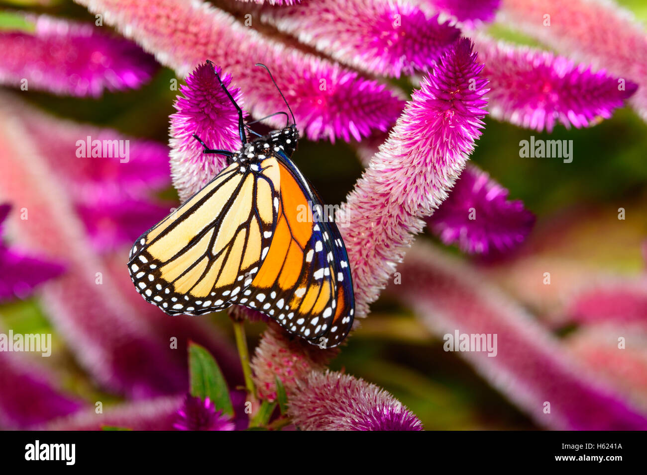 Monarch on flowers hi-res stock photography and images - Alamy