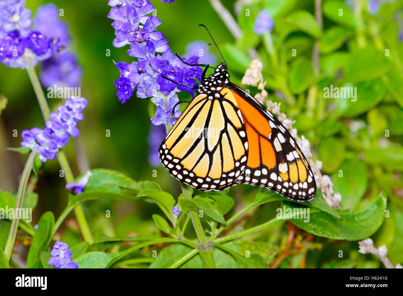 Monarch butterfly migration hi-res stock photography and images - Alamy