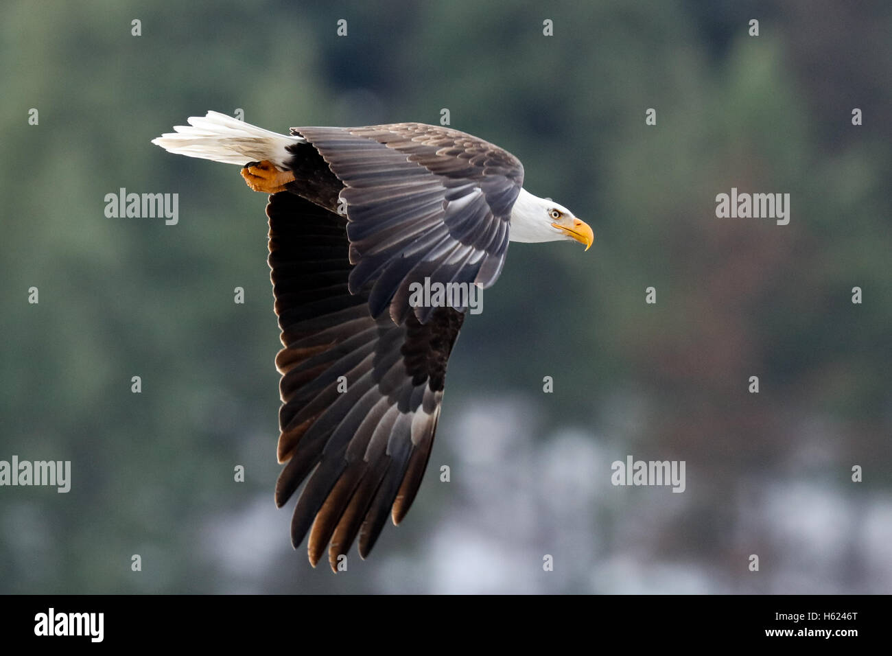 Bald Eagle in Flight Stock Photo - Alamy