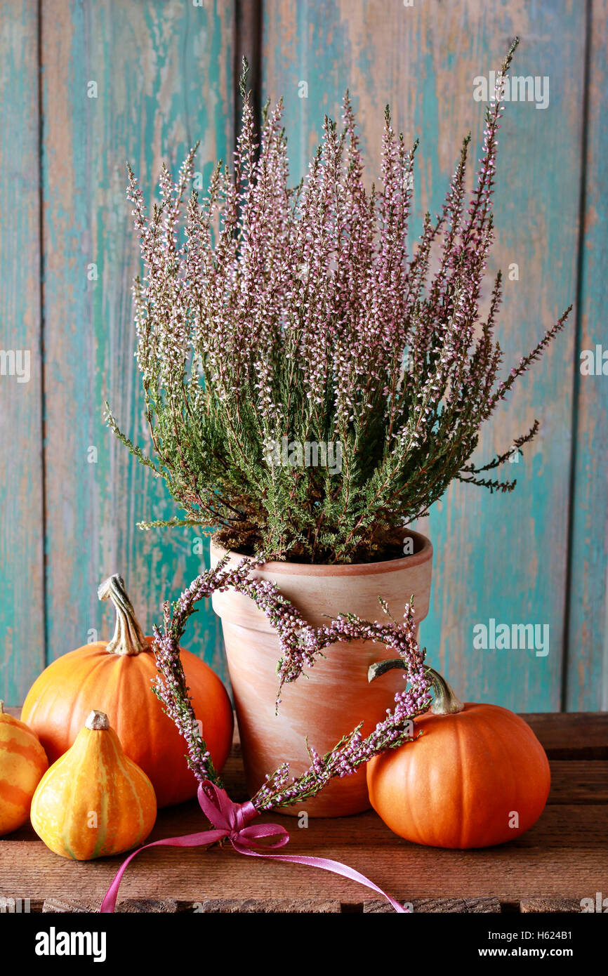 Heather (Calluna vulgaris) and pumpkins. Autumn decor Stock Photo - Alamy