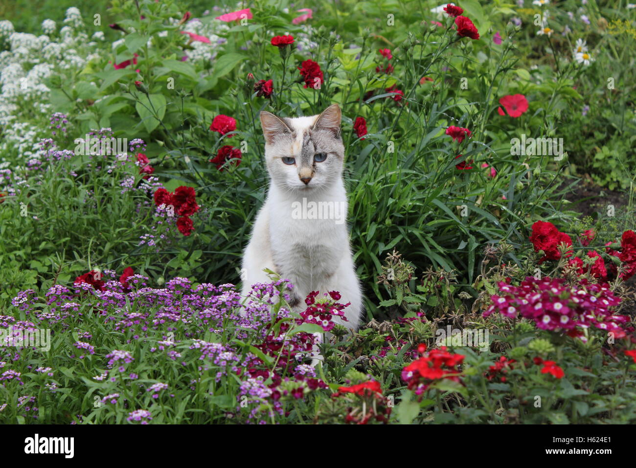 White cat in the garden with yellow flowers hi-res stock photography ...