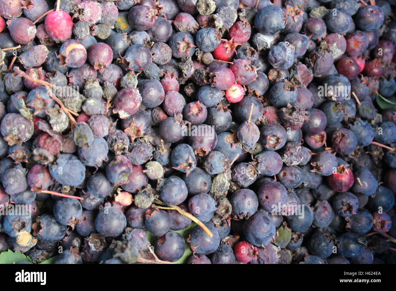 Overhead view shadberry 20545 Stock Photo - Alamy