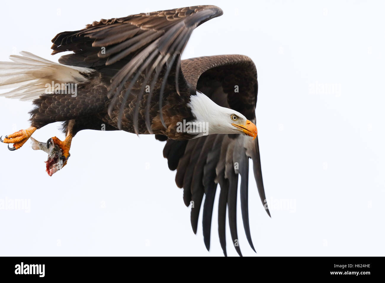 Bald Eagle in Flight Stock Photo - Alamy