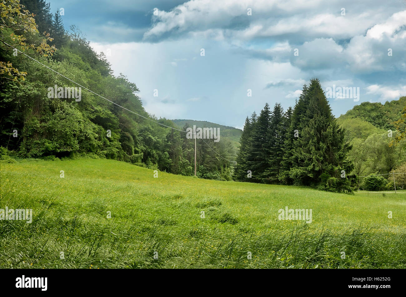 wild landscape with forest and meadow in spring Stock Photo - Alamy