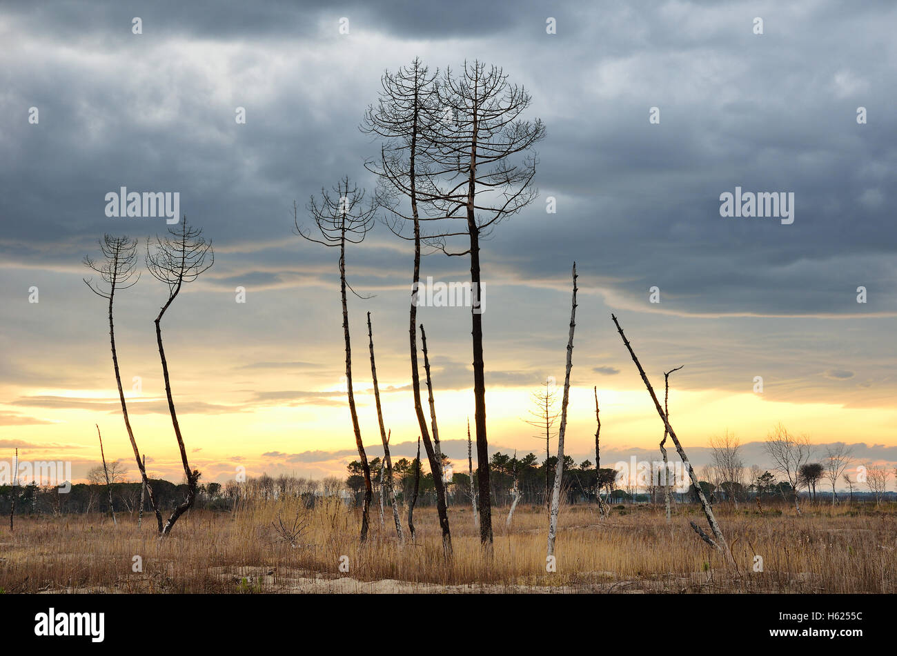Forest burned hi-res stock photography and images - Alamy