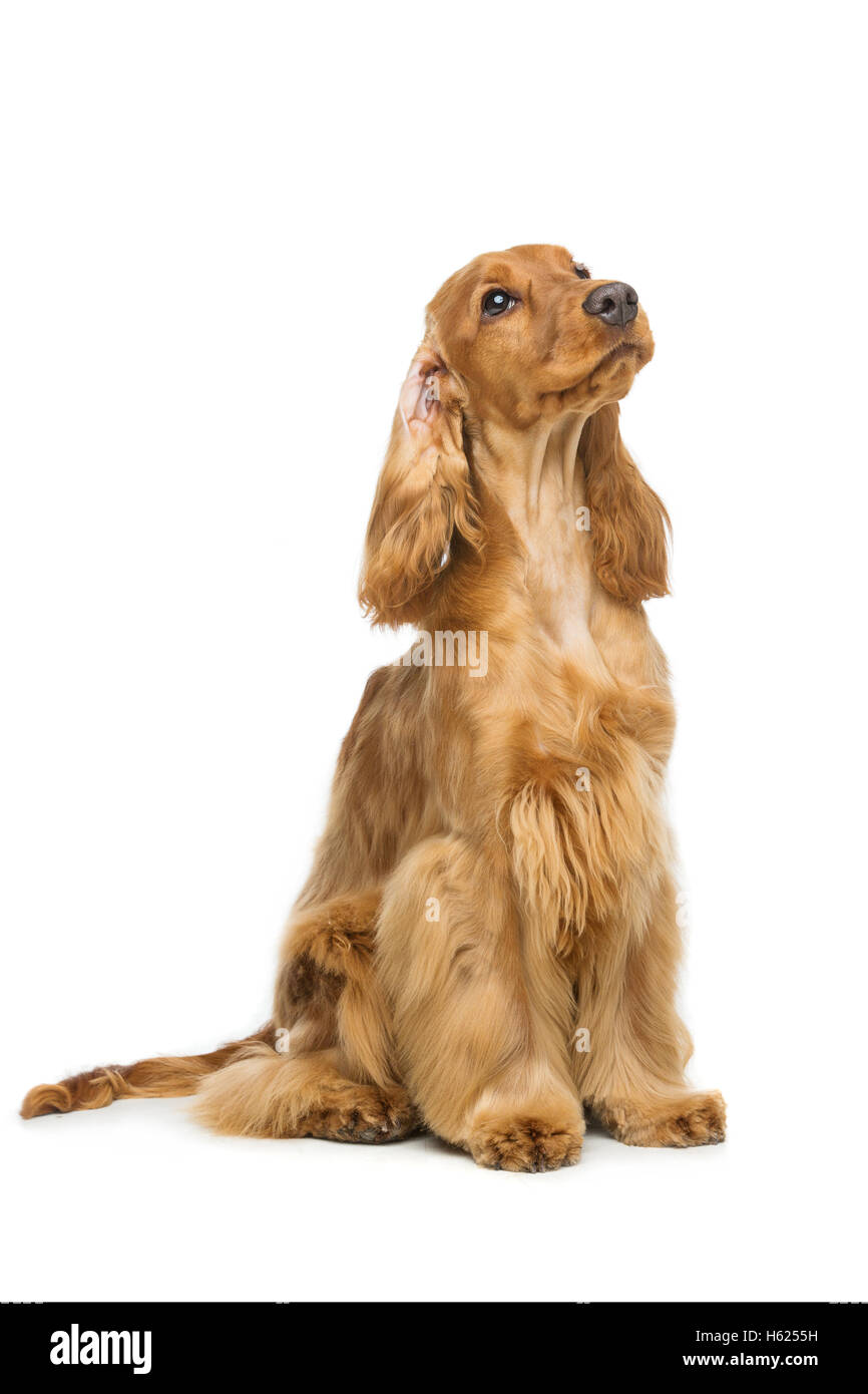 Beautiful English Cocker Spaniel Stock Photo - Alamy